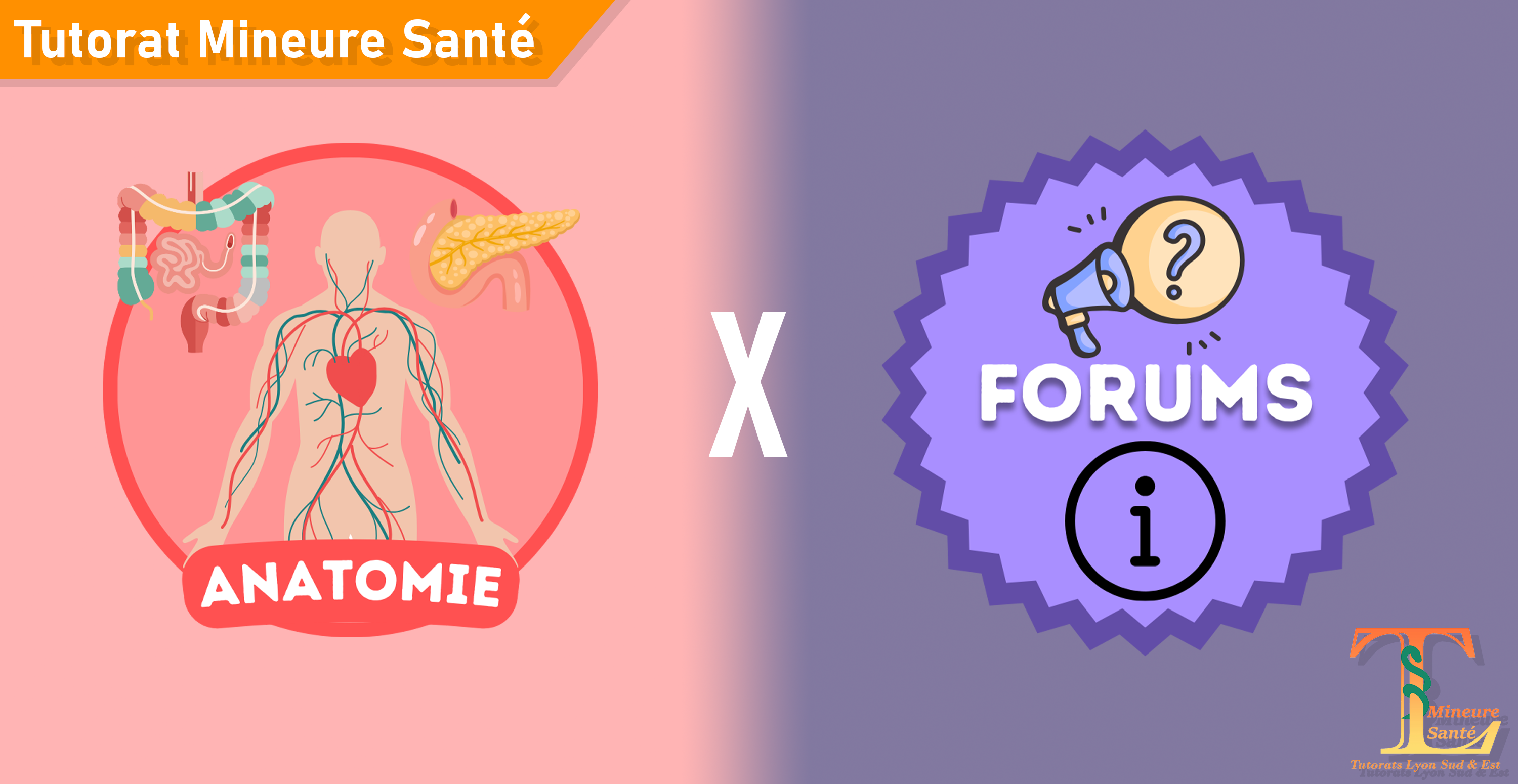 Forum Anatomie | Moodle - Lyon1